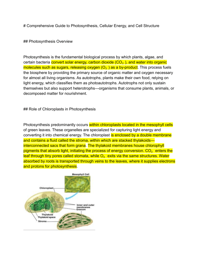 Photosynthesis, Cellular Energy & Cell Structure Guide