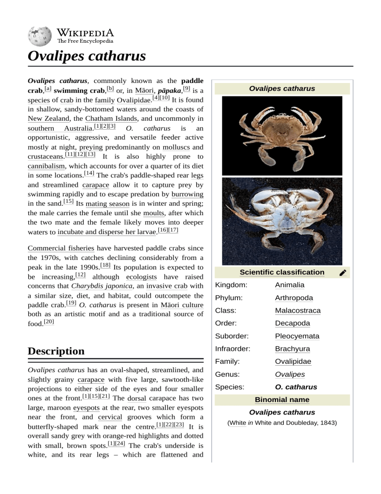 Ovalipes catharus: Paddle Crab Biology, Habitat & Taxonomy