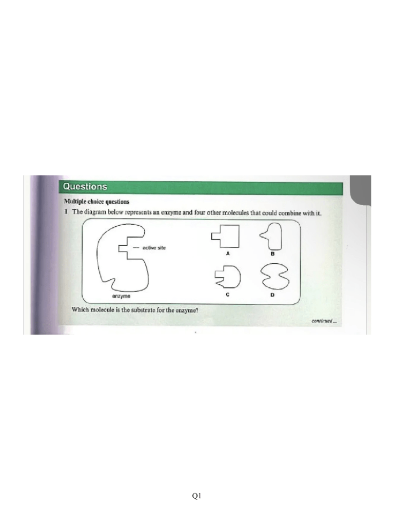 Enzyme Worksheet: Biology Questions and Answers