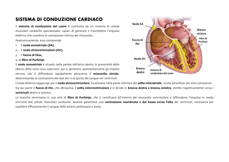 Sistema di Conduzione Cardiaco Spiegato