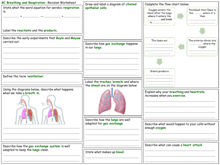 Breathing & Respiration Worksheet: Revision & Practice