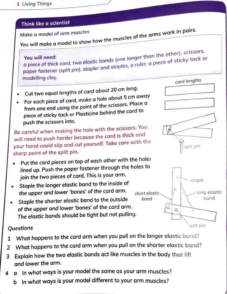 Arm Muscle Model Activity: Biology Experiment for Students