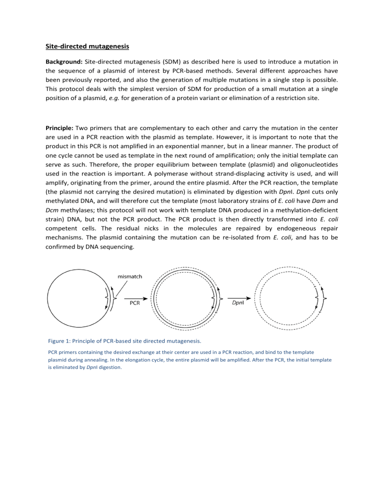 Site-Directed Mutagenesis Protocol: PCR-Based Plasmid Mutations