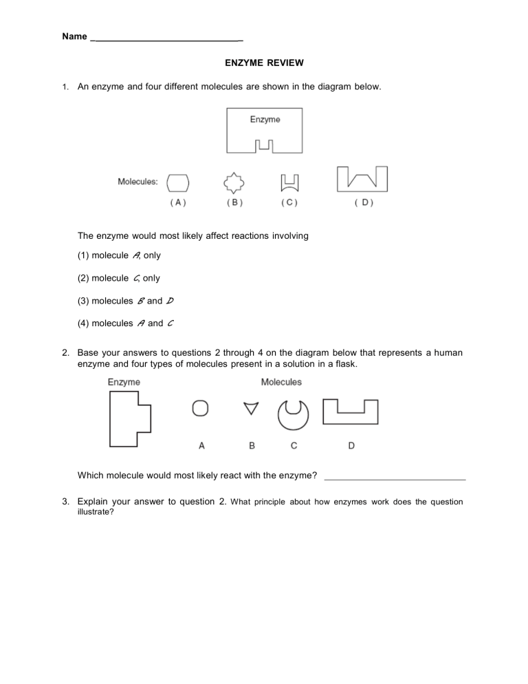 Enzyme Review Worksheet: Biology Questions & Diagrams