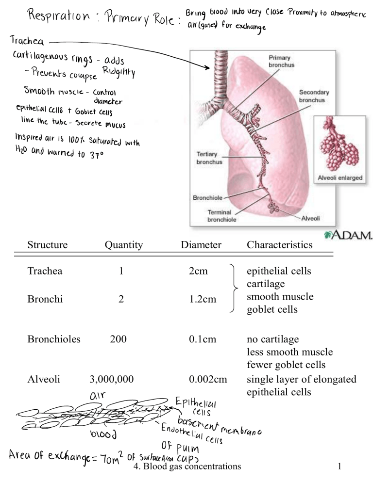 Respiration & Gas Exchange: Respiratory System Physiology Notes