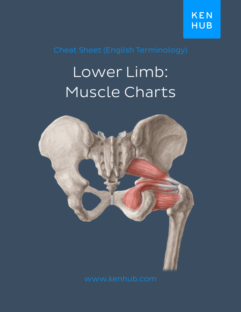 Lower Limb Muscle Charts: Origin, Insertion, Innervation, Function