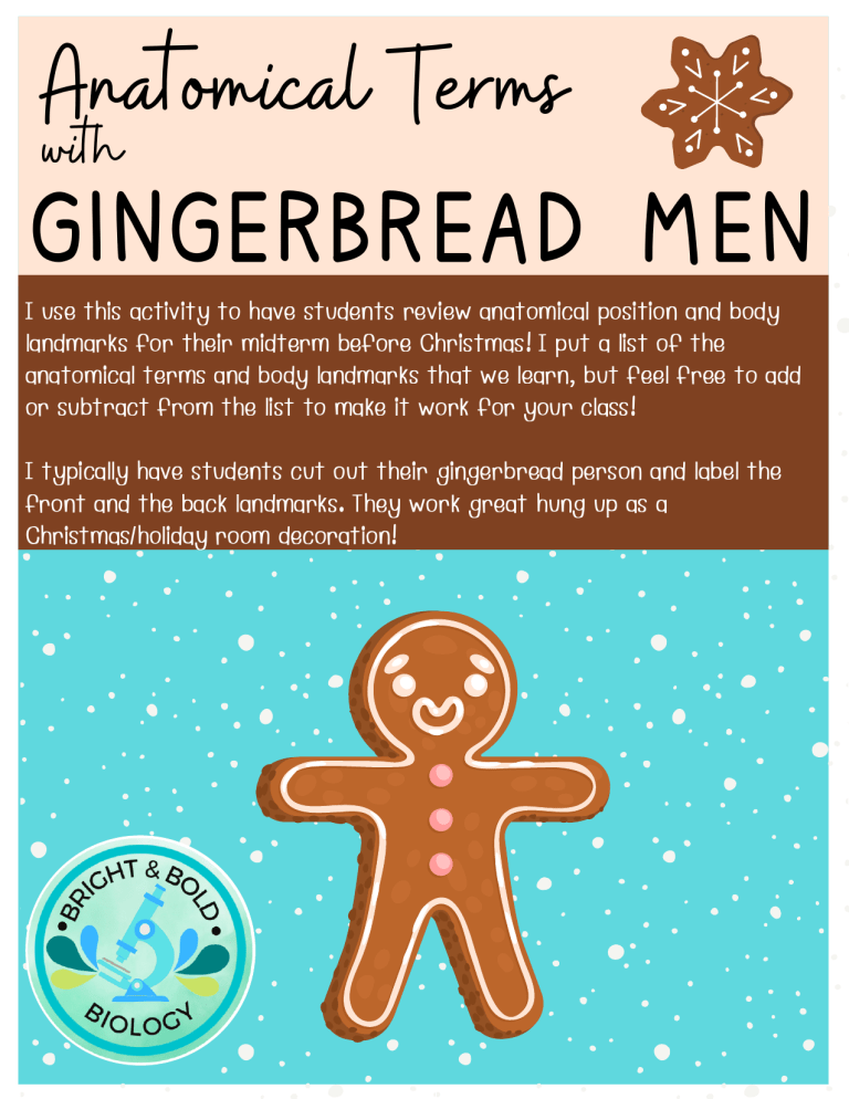 Anatomical Terms Gingerbread Men Activity | Biology Body Landmarks