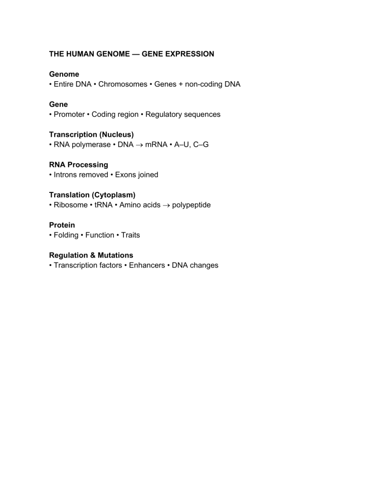 Human Genome & Gene Expression: A Biology Study Guide