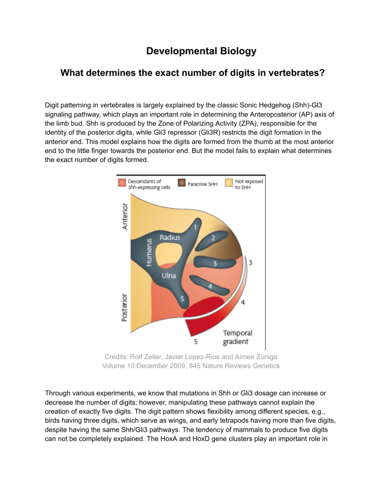 Determining Digit Number in Vertebrates: Shh, Gli3, and Hox Genes