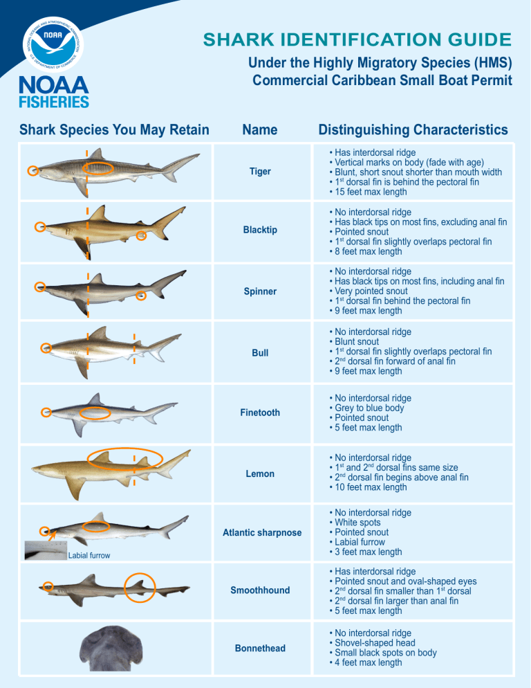 Shark Identification Guide - NOAA Fisheries