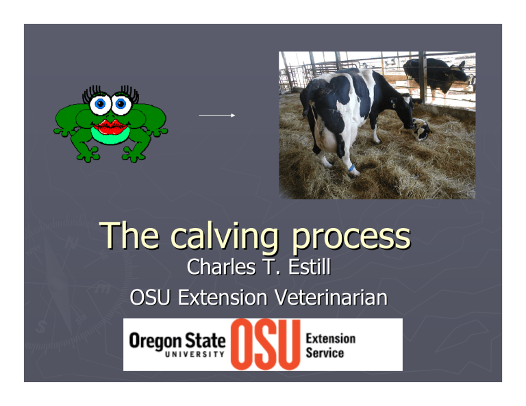 Bovine Calving & Dystocia Management Guide