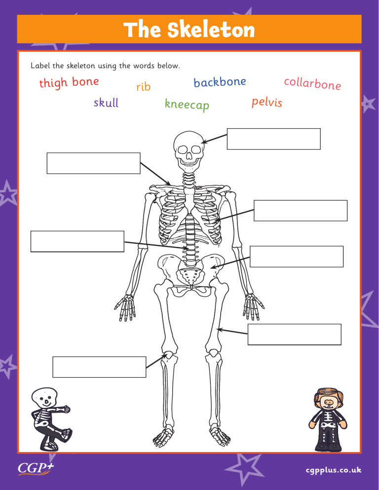 Skeleton Labeling Worksheet