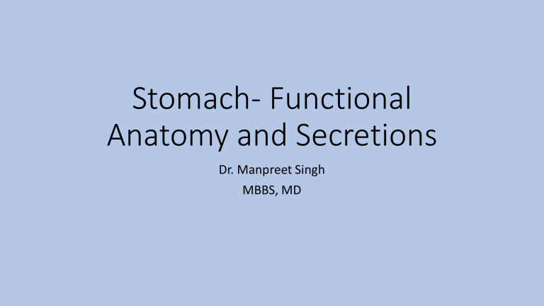 Stomach Functional Anatomy & Secretions