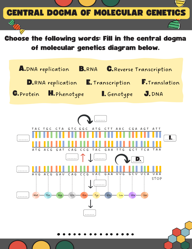 Central Dogma of Molecular Genetics Worksheet