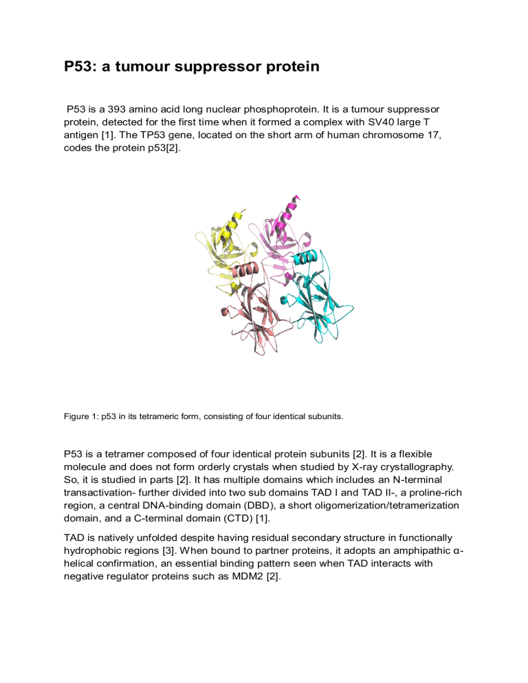 P53 Tumor Suppressor Protein: Structure and Function