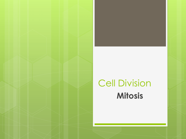 Mitosis: Phases of Cell Division