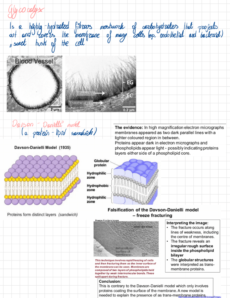 Glycocalyx and the Cell Membrane Structure