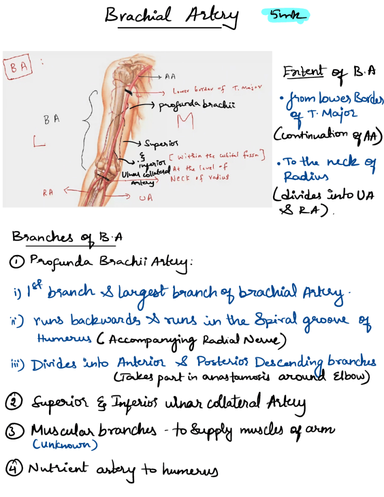 Brachial Artery Anatomy - Medical Textbook