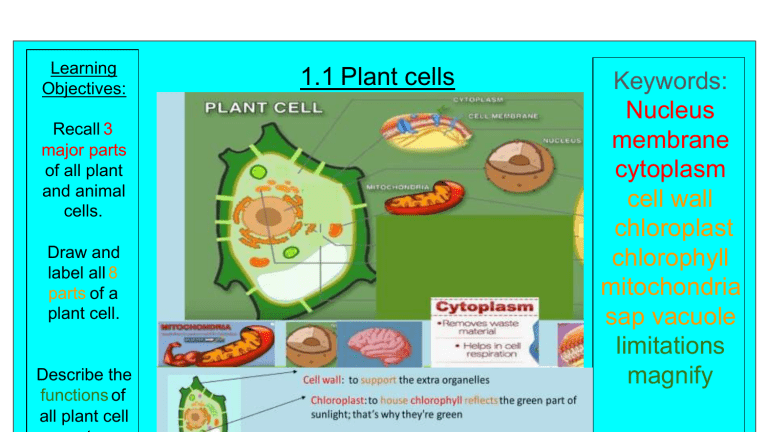Plant and Animal Cells Worksheet for KS3