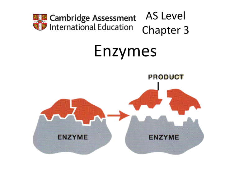 AS Level Biology Chapter 3: Enzymes Guide