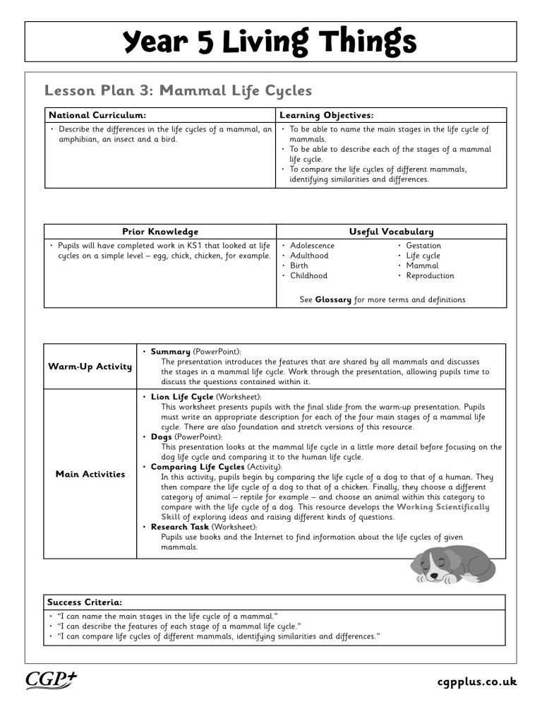 Year 5 Lesson Plan: Mammal Life Cycles | KS2 Science