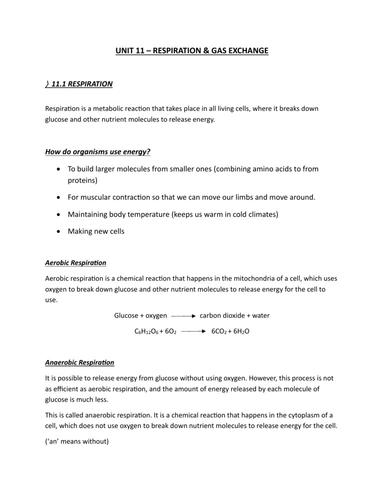 Respiration & Gas Exchange Biology Notes