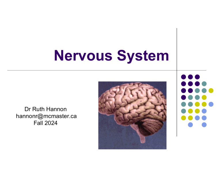 Nervous System Overview Presentation