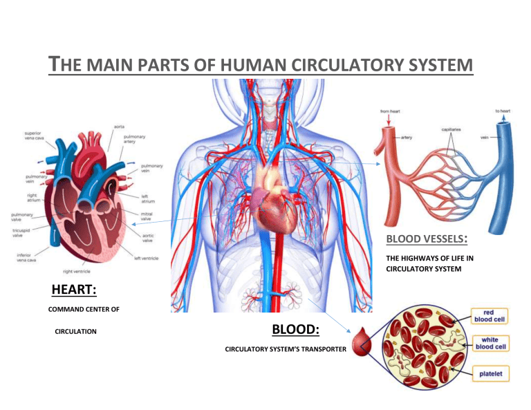 Human Circulatory System Components