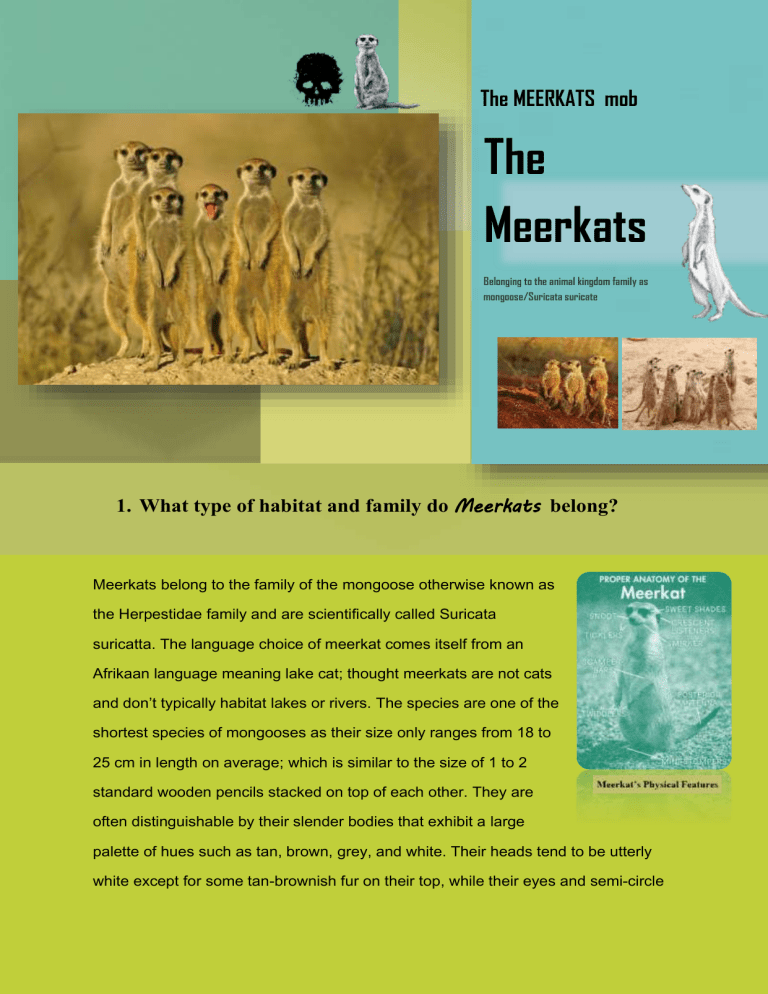 Meerkat Guide: Habitat, Behavior & Diet