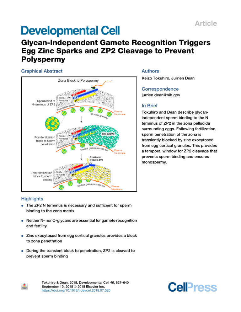 Gamete Recognition & Polyspermy Prevention
