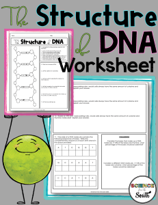 DNA Structure Review Worksheet