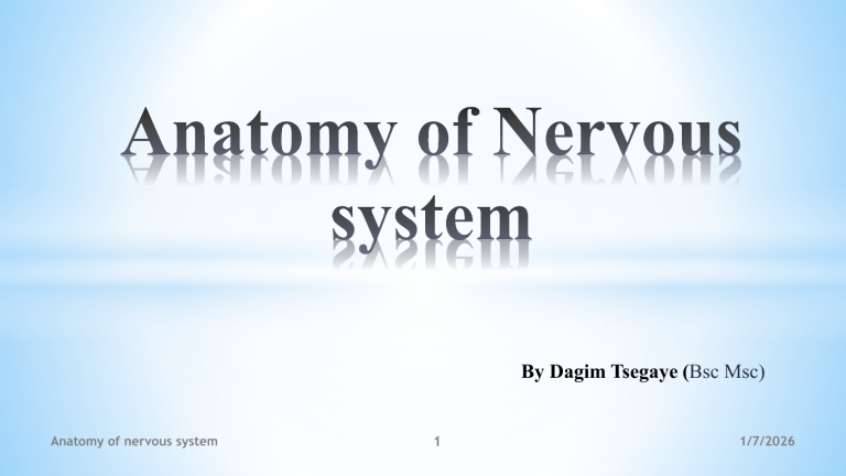 Nervous System Anatomy Lecture Notes