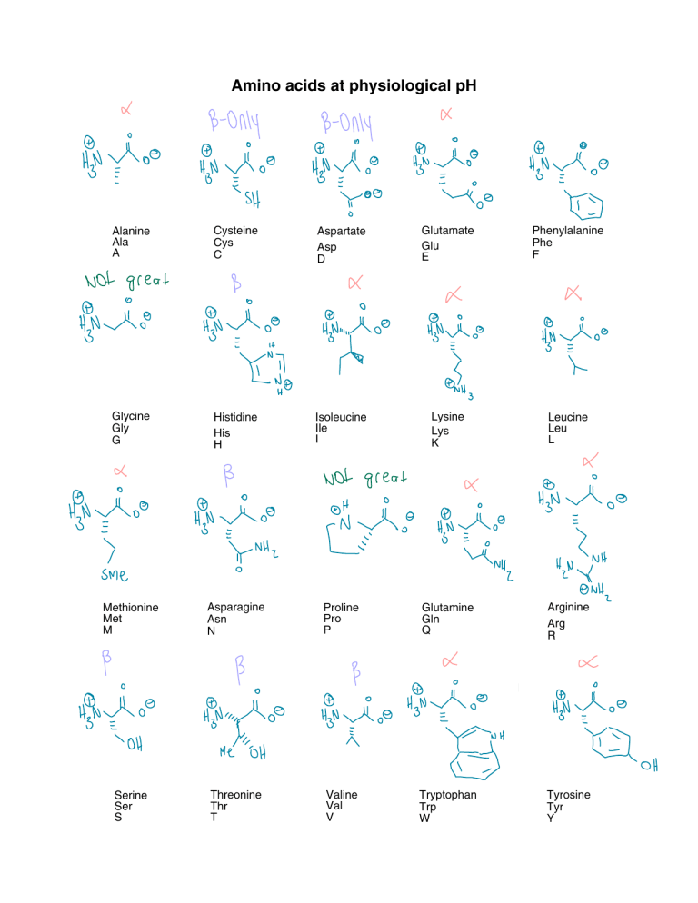 Amino Acids at Physiological pH