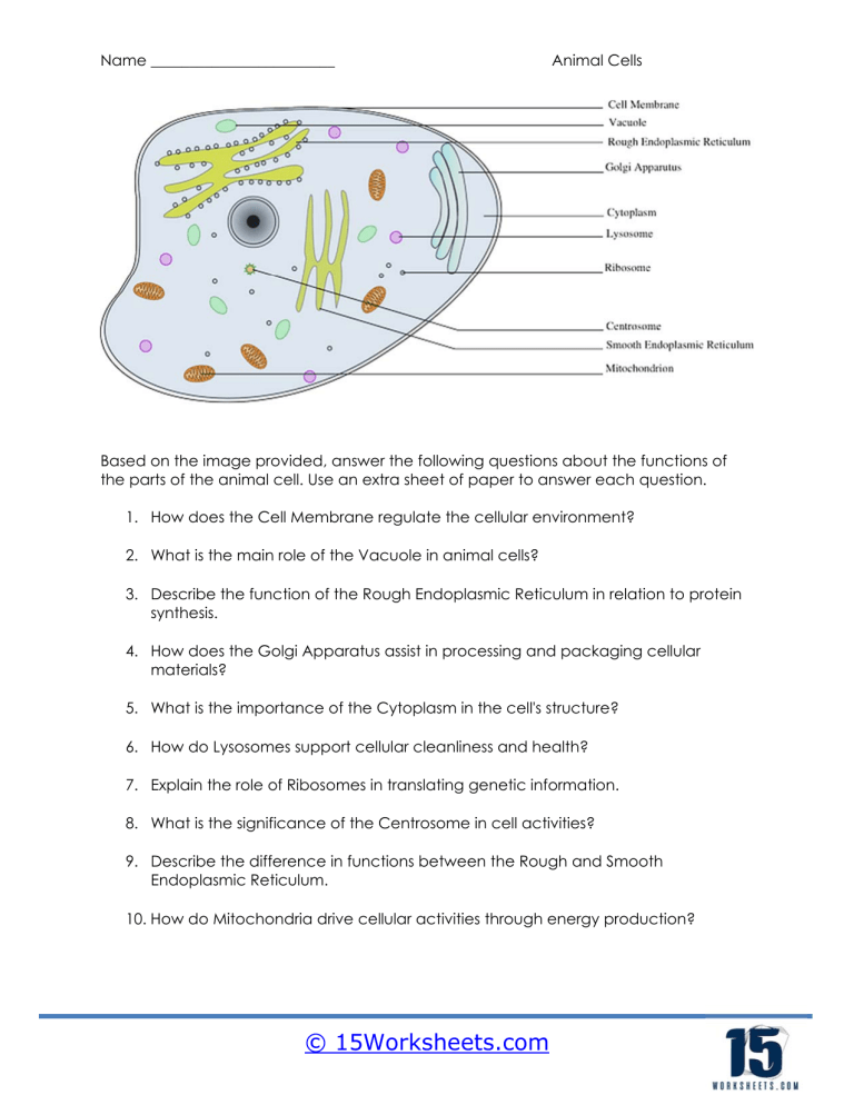 Animal Cell Worksheet Functions