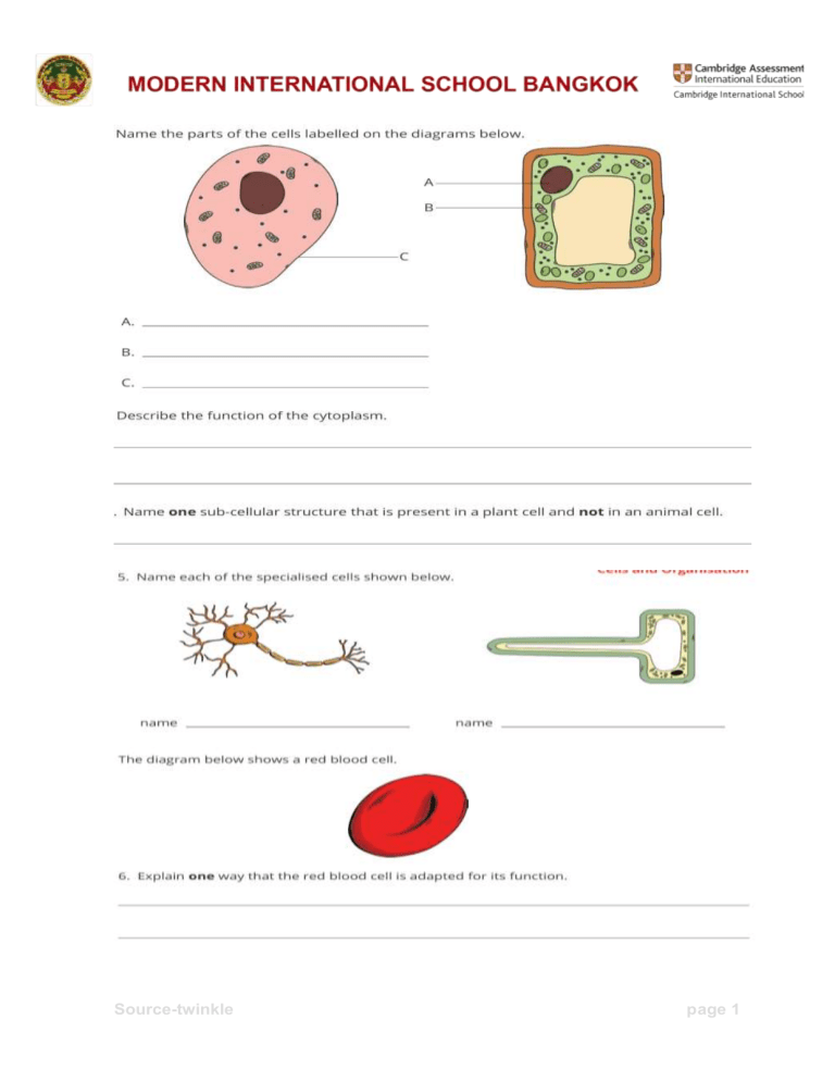 Lesson Plan: The Twinkle