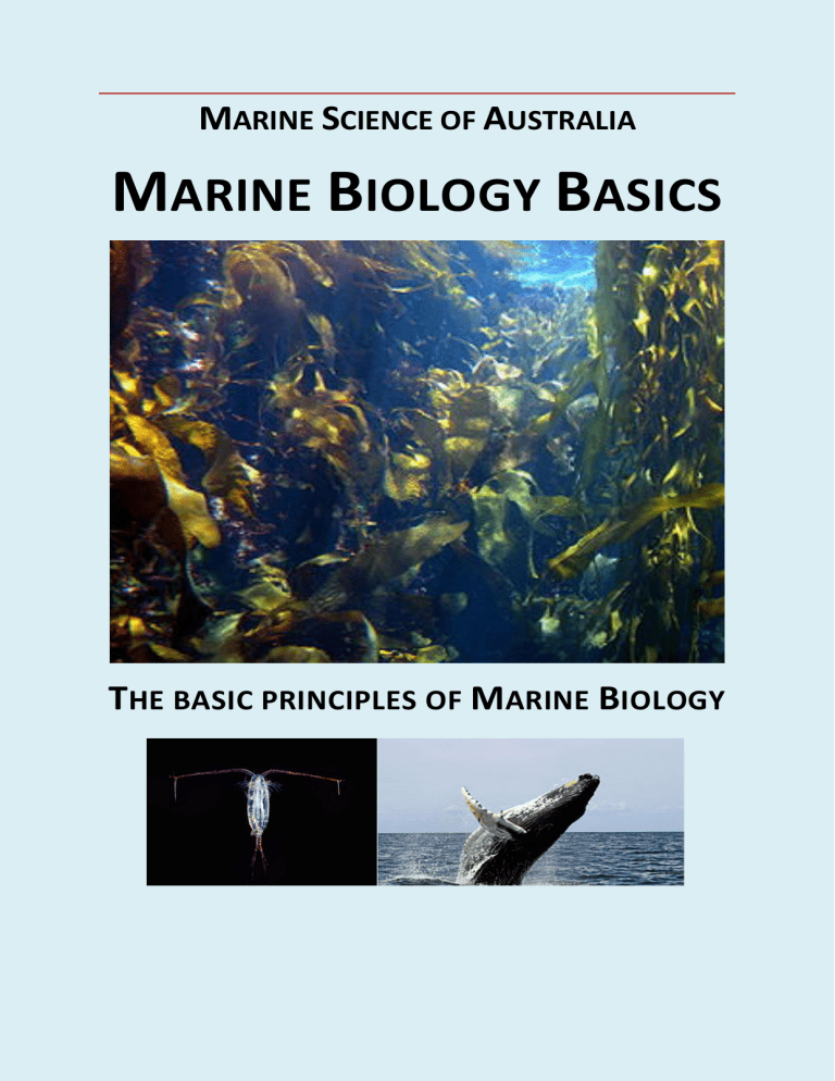 Marine Biology Basics: Principles & Habitats