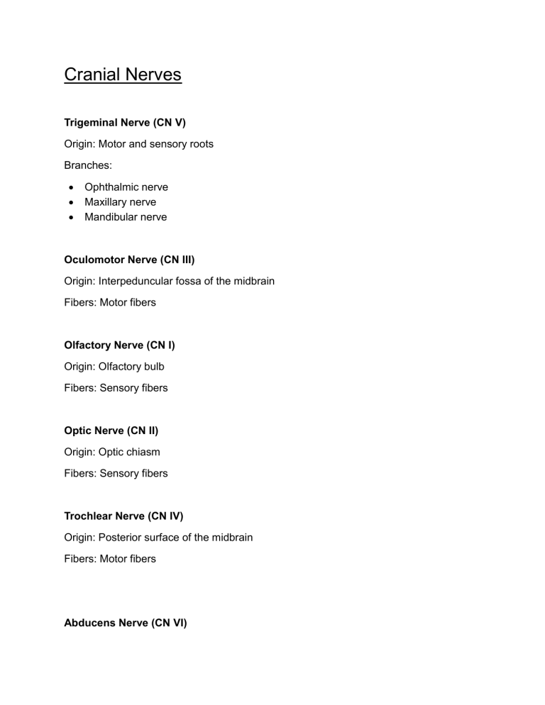 Cranial Nerves Study Guide | Origin & Branches