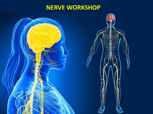 Concept Map Worksheet for Students