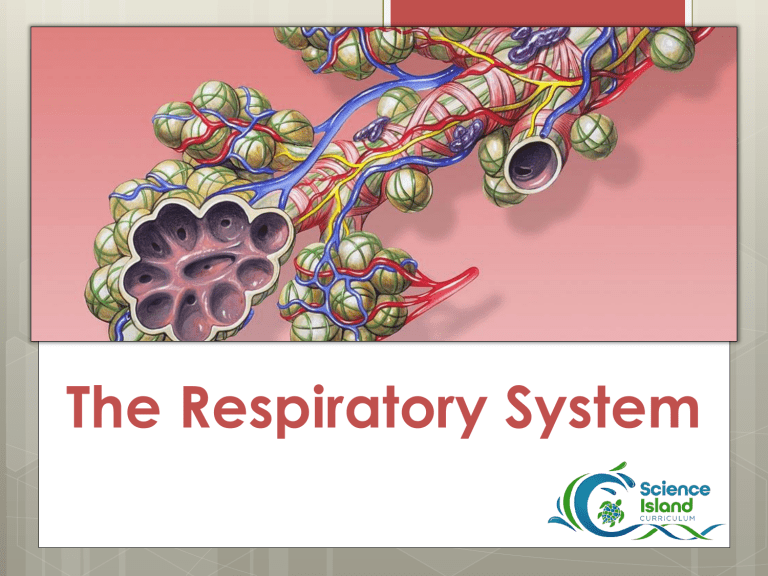 Human Respiratory System: Anatomy & Physiology