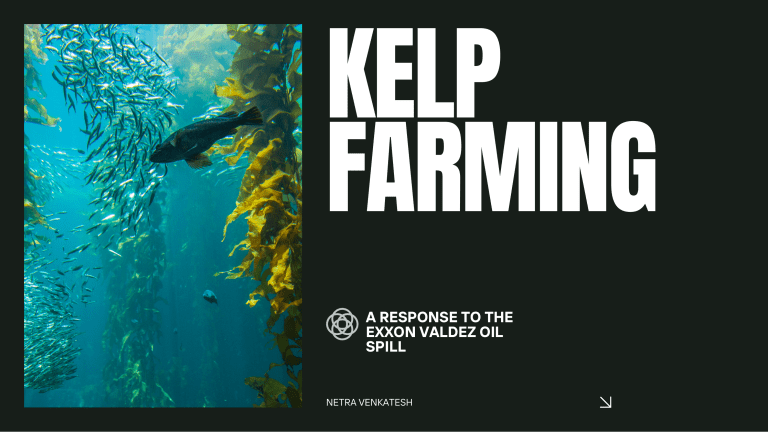 Kelp Farming