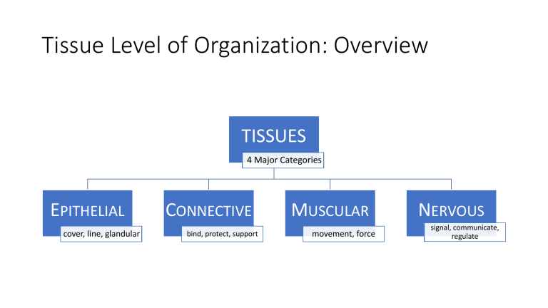 Guide to the 4 Types of Tissues