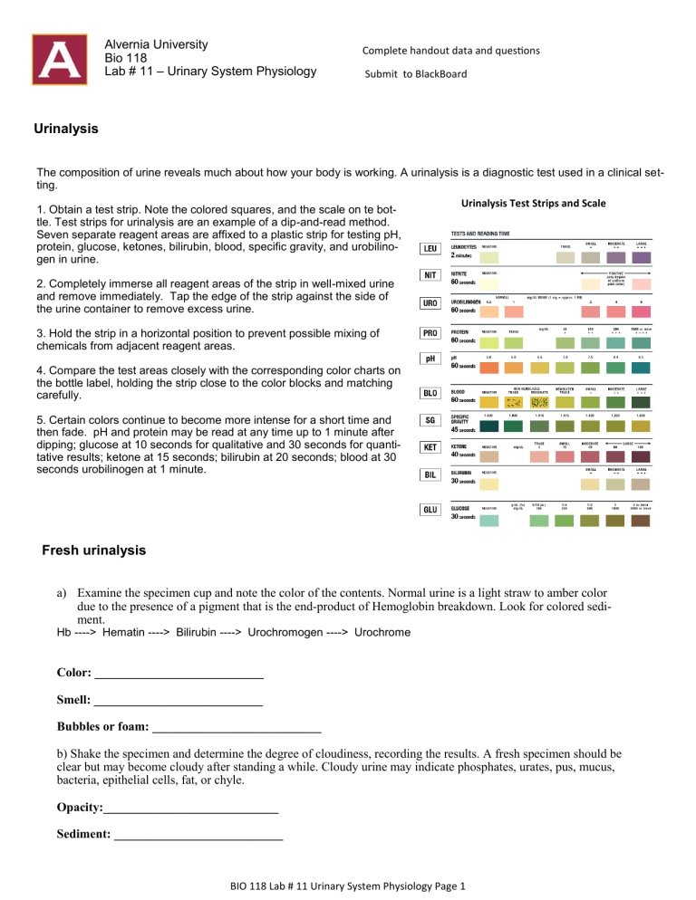 Urinary System Physiology Lab Handout: Urinalysis Guide