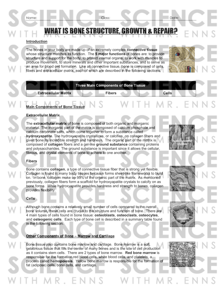 Bone Structure, Growth & Repair Worksheet