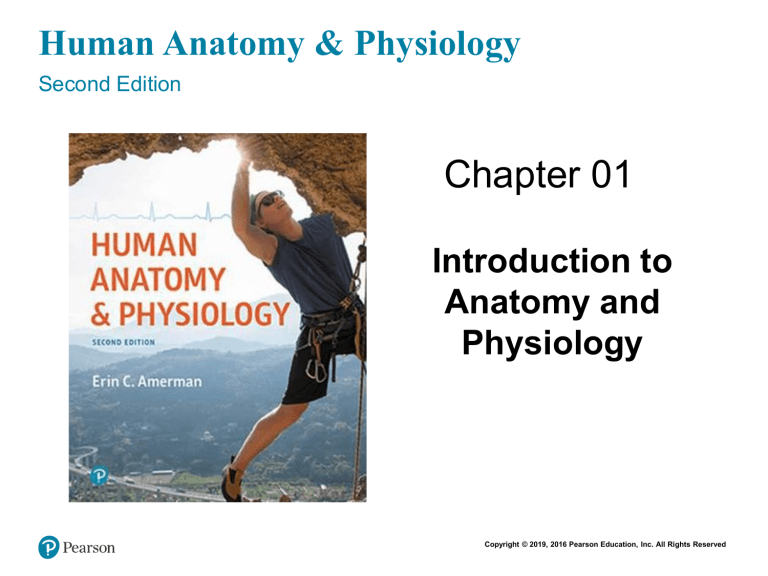 Human Anatomy & Physiology: Introduction Guide