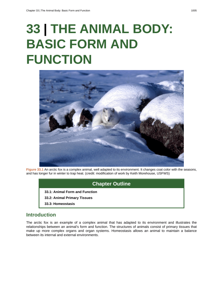 Animal Body Form and Function