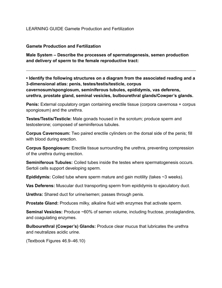 Gamete Production and Fertilization Learning Guide