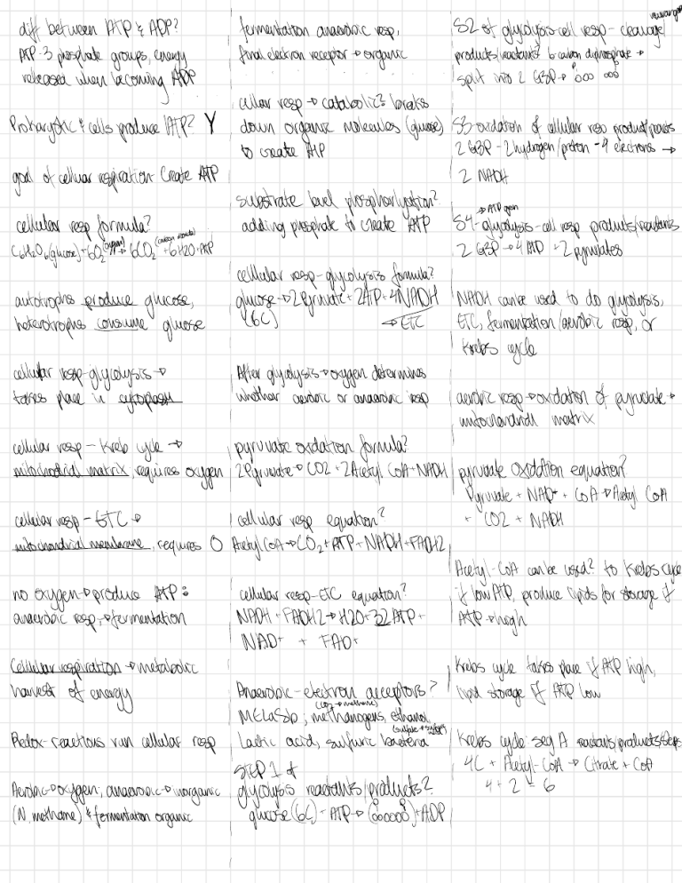Cellular Respiration Study Guide: ATP, Glycolysis, Krebs Cycle