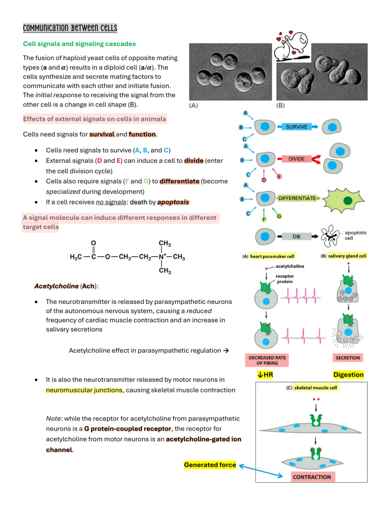 Communication Between Cells: Cell Signaling & Cascades