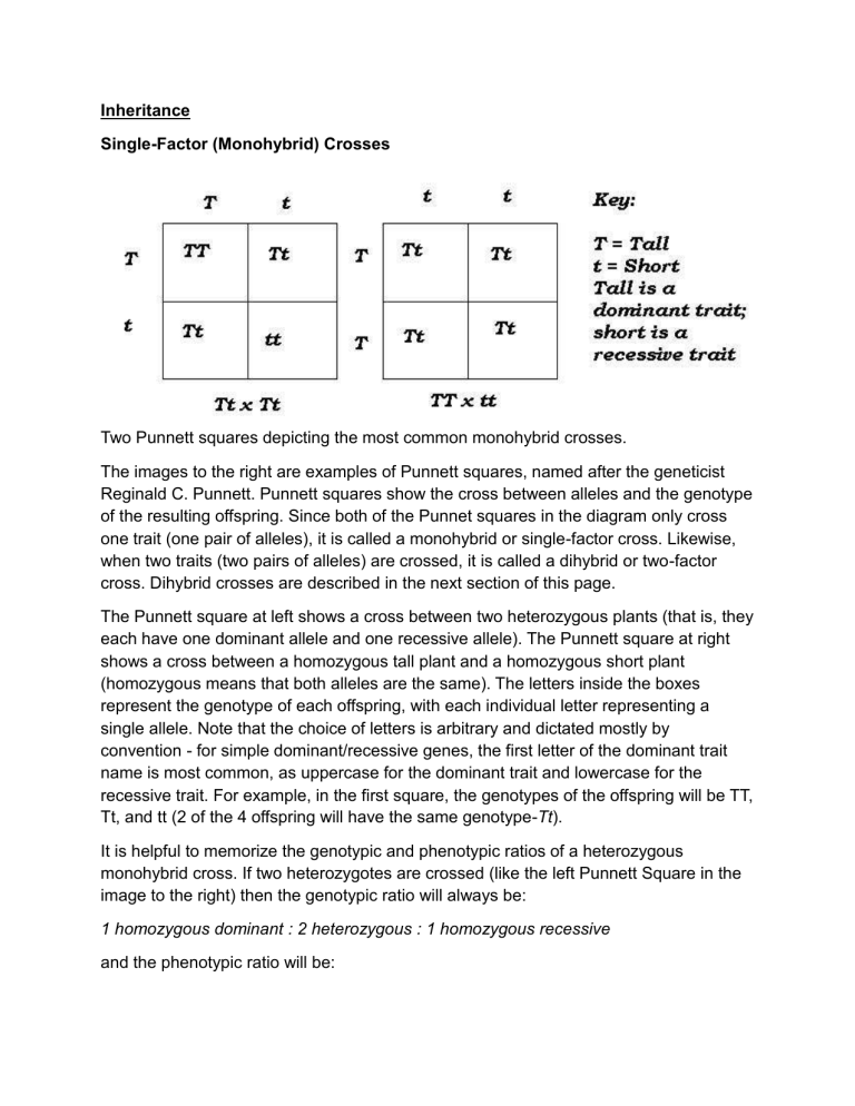 Genetics: Monohybrid Crosses & Punnett Squares