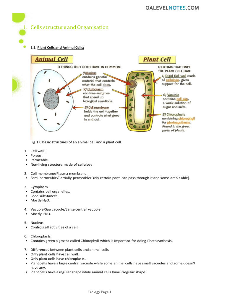 Biology Study Notes: Cells, Enzymes, Nutrition & Transport